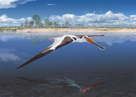 Pterosaur Sighting