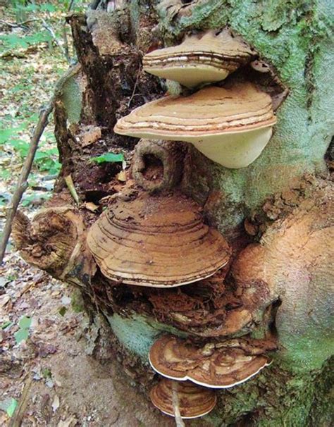 Ganoderma Applanatum Midwest American Mycological Information