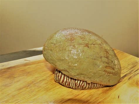 Conch Shell Large Snail Conchs Stock Image Image Of Hardshell