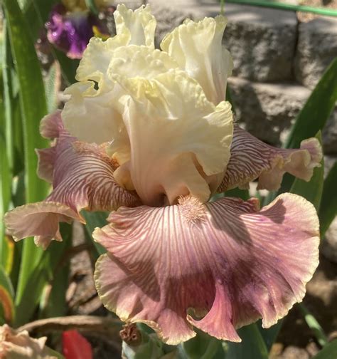 Tall Bearded Iris N O Chestnut Acres Iris Garden