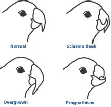 Parrot Beak Shape