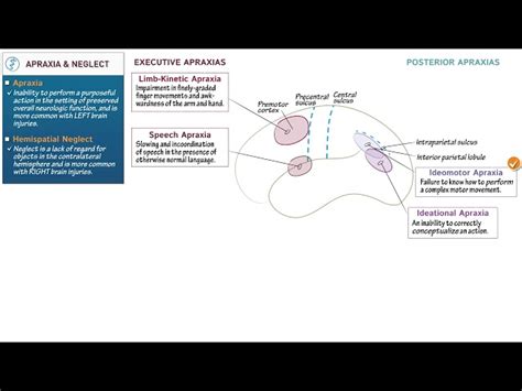 Motor Apraxia Function