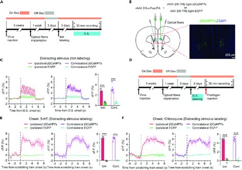 The Functional Activation Of Itch Responsive Neurons In The Prl Was