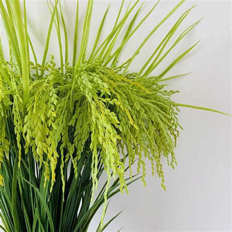 Rice Stem Netvital