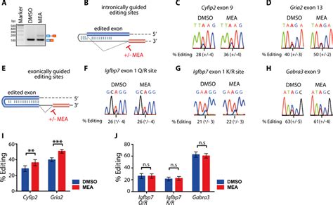 Splicing Inhibition In Primary Neurons Leads To An Increase In Editing