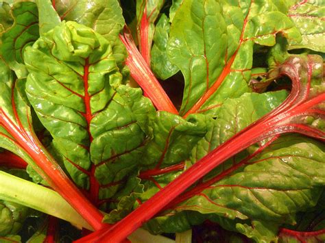 Chard Diseases And Pests Description Uses Propagation