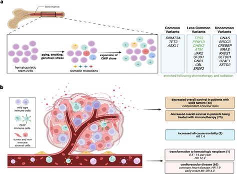 Chip Happens Clonal Hematopoiesis Of Indeterminate Potential And Its