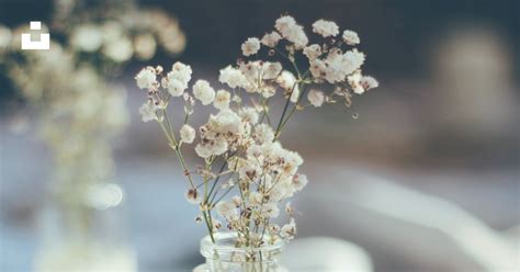 투명 유리 꽃병에 흰 꽃 사진 Unsplash의 무료 식물 이미지