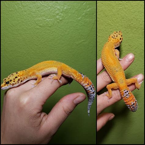 Blood - Leopard Gecko Traits - Morphpedia