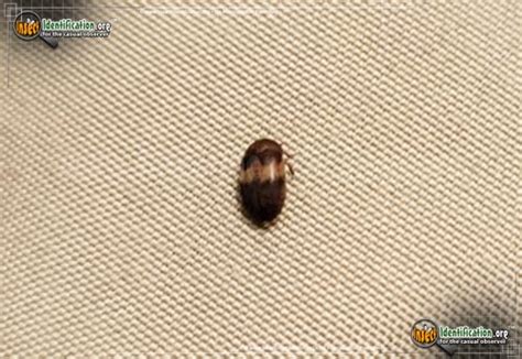 Banded Black Carpet Beetle