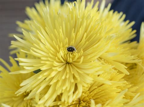 Who We Are Lambda Kappa Sigma