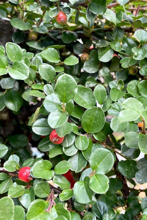 Cotoneaster Apiculatus 7 Standard Form Sprout Home