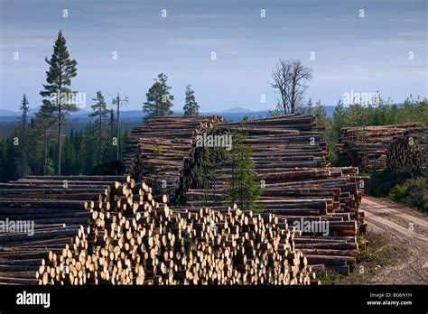 Deforestation By Logging Industry Showing Piles Of Cut Logs Trees