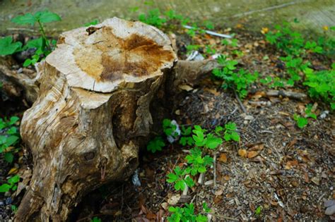 7 Effective Ways To Stop A Tree Stump From Sprouting EatHappyProject