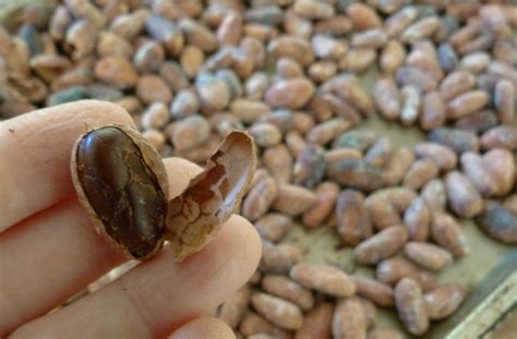 Cottage Life On Pilgrim S Farm Homemade Cocoa Powder Pt