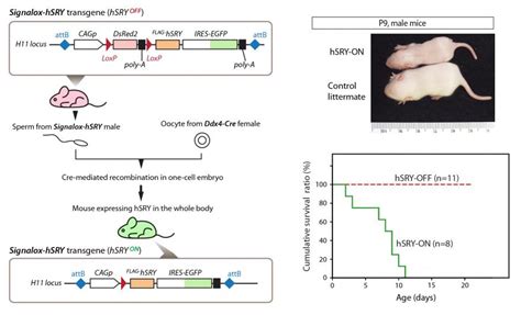 sry as a male specific genetic modifier in human diseases laulab