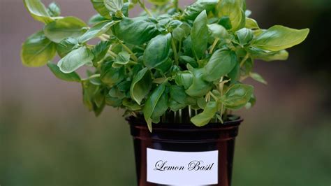 Basil Varieties And Flavors The World Of Fresh Herbs