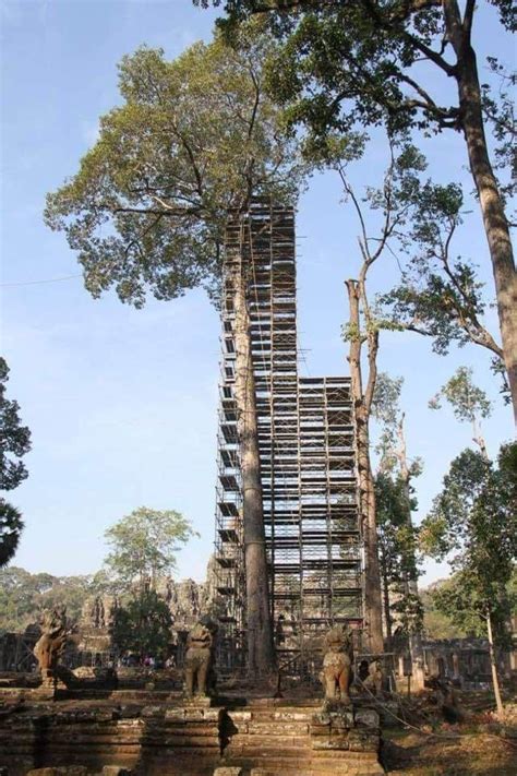 អាជ្ញាធរជាតិអប្សរាកាត់ដកនិងក្រី មែកឈើមួយចំនួន នៅបរិវេណប្រាសាទបាយ័ន