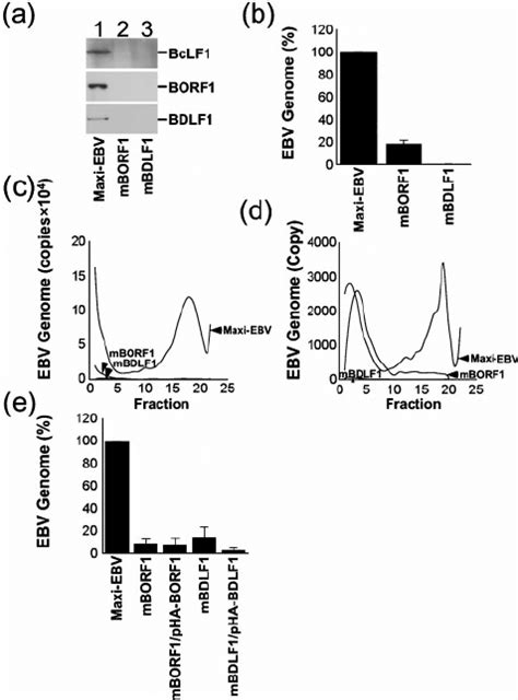 Ebv Capsid Assembly By Mutants With Mutations In Bdlf1 And Borf1 Ebv