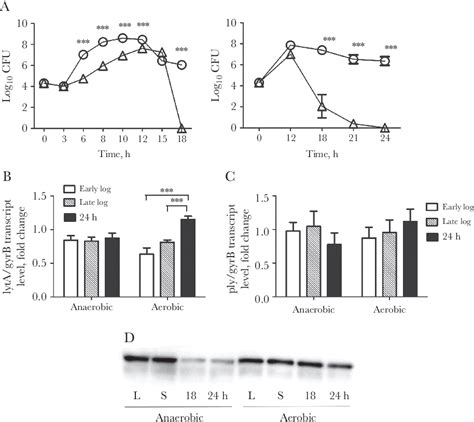 Figure 4 From Effects Of Anaerobic Culturing On Pathogenicity And Virulence Related Gene