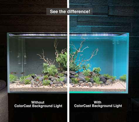 Stunning Frosted Aquarium Backgrounds For A Modern Look
