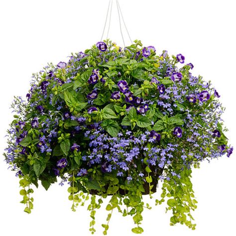 Goldilocks Creeping Jenny Lysimachia Nummularia Proven Winners