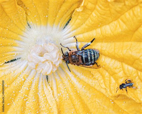 Stingless Bees Small Pollinators Classified As A Type Of Bee But Does