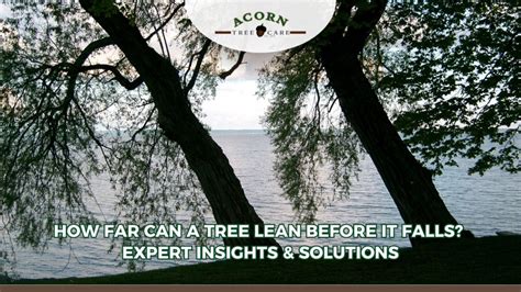 How Far Can A Tree Lean Before It Falls Potential Dangers
