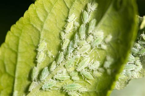 How Do Aphids Reproduce Pests Banned