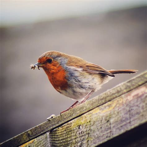 Robin Redbreast Cypriotliljoe Flickr