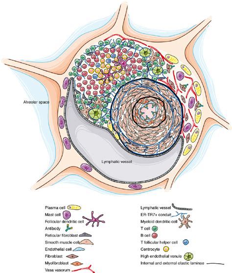 Immunoglobulin Ig Class Switching Occurs In Tertiary Lymphoid Tissues