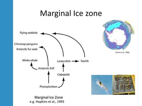 Antarctic Pelagic Food Webs Ppt