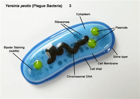 Yersinia Pestis Plague Bacteria 3 By Trilobiteglassworks On Deviantart