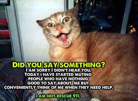 Pin By Hillary S On Cats Funny Animals With Captions Funny Animal