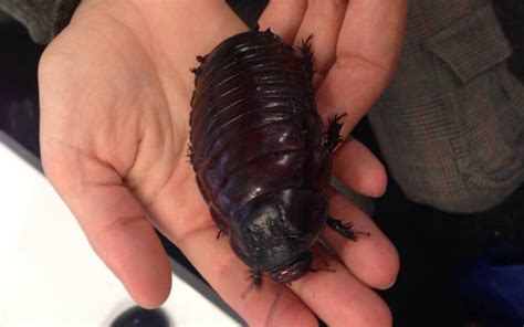 Lance The Giant Cockroach A New Pet At Questacon Canberra Citynews