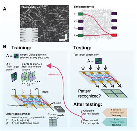 nanowire networks can exhibit both short and long term memory like