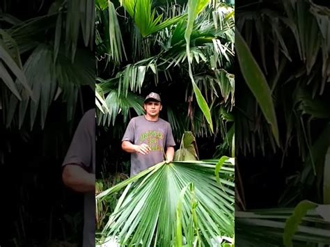 Planta Como El Junco La Resistencia Que Desafía A La Naturaleza Y Te