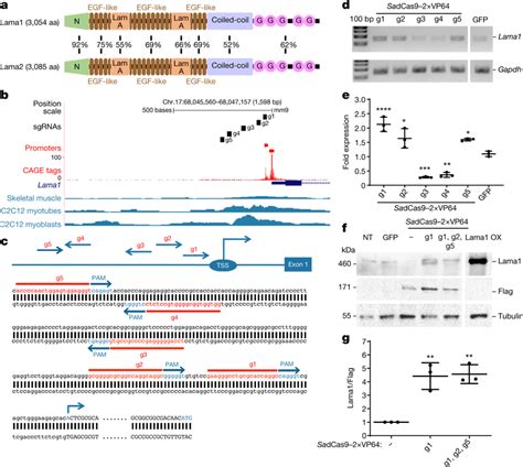 Sadcas92×vp64 Mediated Upregulation Of Lama1 In Vitro A Protein