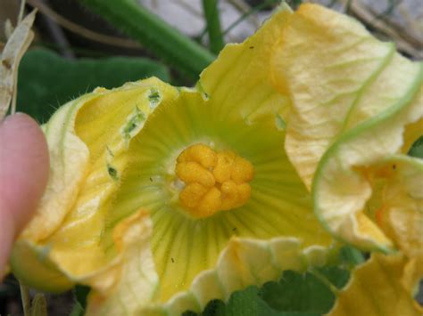 A Thinking Stomach Cucurbit Sex