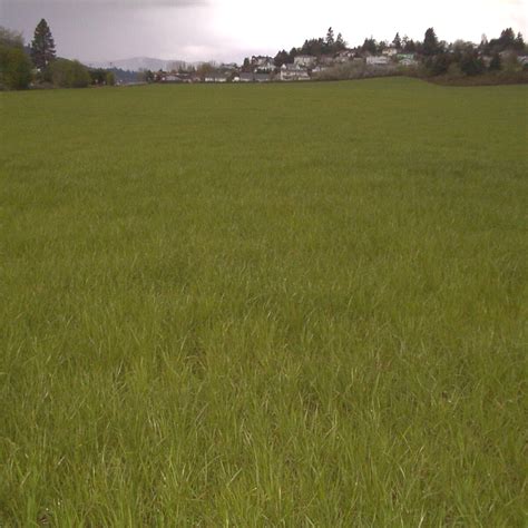 Bandito 2 Intermediate Ryegrass High Quality Forage Go Seed