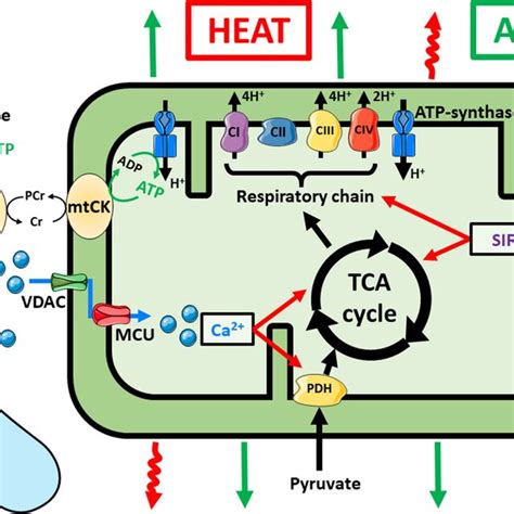 Mitochondrial Respiration Rate Regulators Impacting Mitochondrial Heat Download Scientific