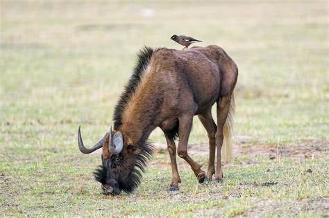 Gnu Grazing With Bird On The Back Back Pictures Gnu Bird