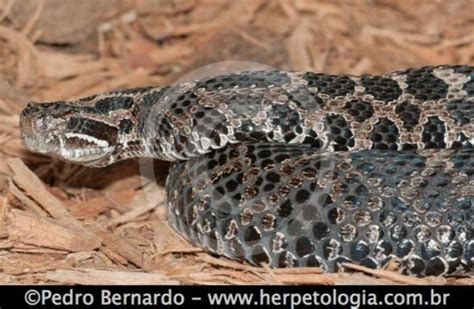 Sistrurus Catenatus The Reptile Database