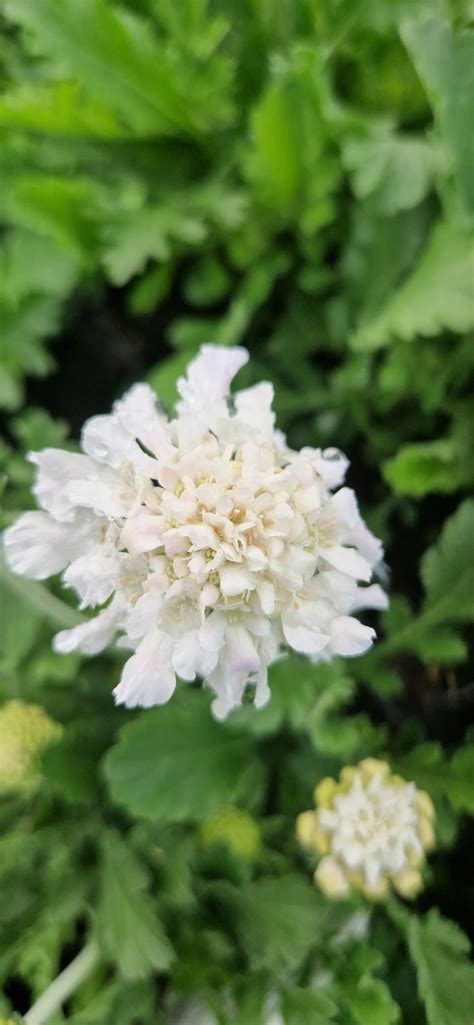 Scabiosa Flutter Pure White Proctors Nursery