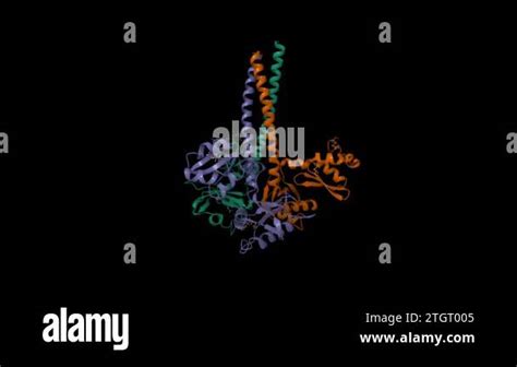 Structure Of The Human Line 1 Orf1p Trimer Animated 3d Cartoon And Gaussian Surface Models