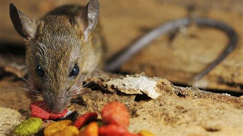 Do Animals Have Sex For Pleasure Bbc Future