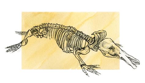 Platypus Skeleton Diagram
