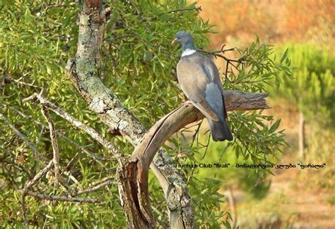 Hunters Hunters Club Firali მონადირეთა კლუბი ფირალი