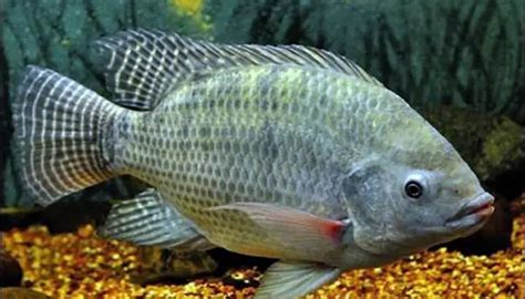 Cẩm Nang Cách Nuôi Cá Trê Panda Khỏe Mạnh Lớn Nhanh Mochicat