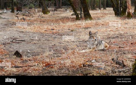 Wild Furry Wolf Gray Coyote Or Grey Coywolf Autumn Forest Glade